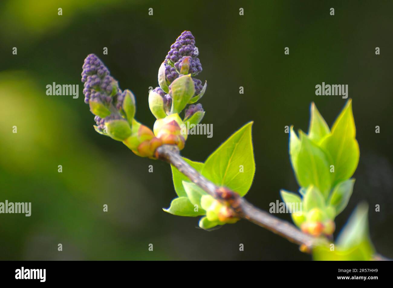 Lilac shoots in spring, lilac buds Stock Photo - Alamy