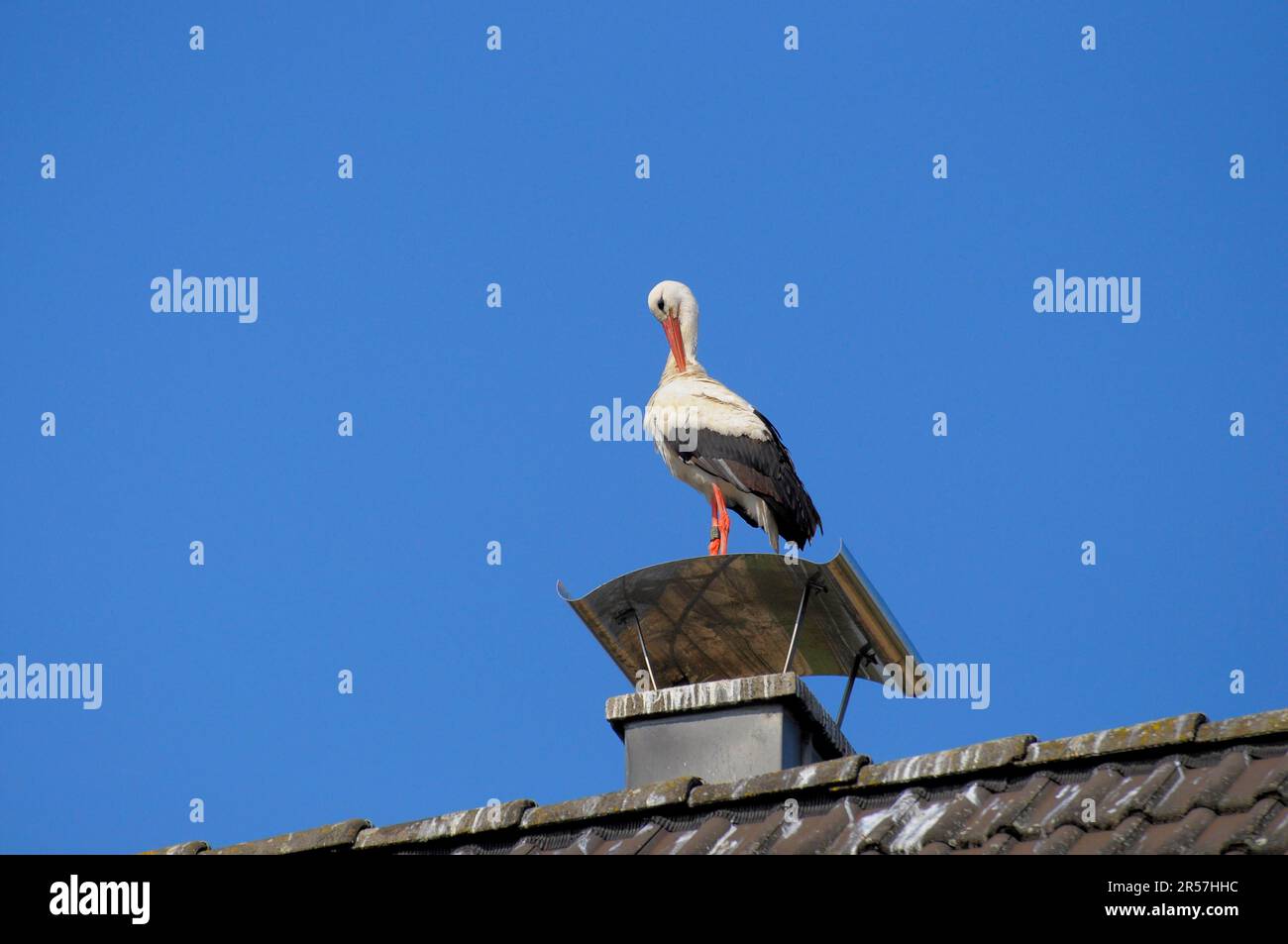 White, stork on house, chimney Stock Photo - Alamy