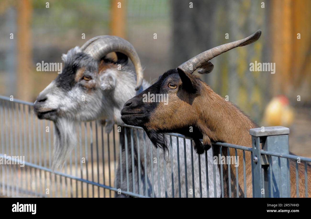 Goat in the animal park, pair of goats Stock Photo - Alamy