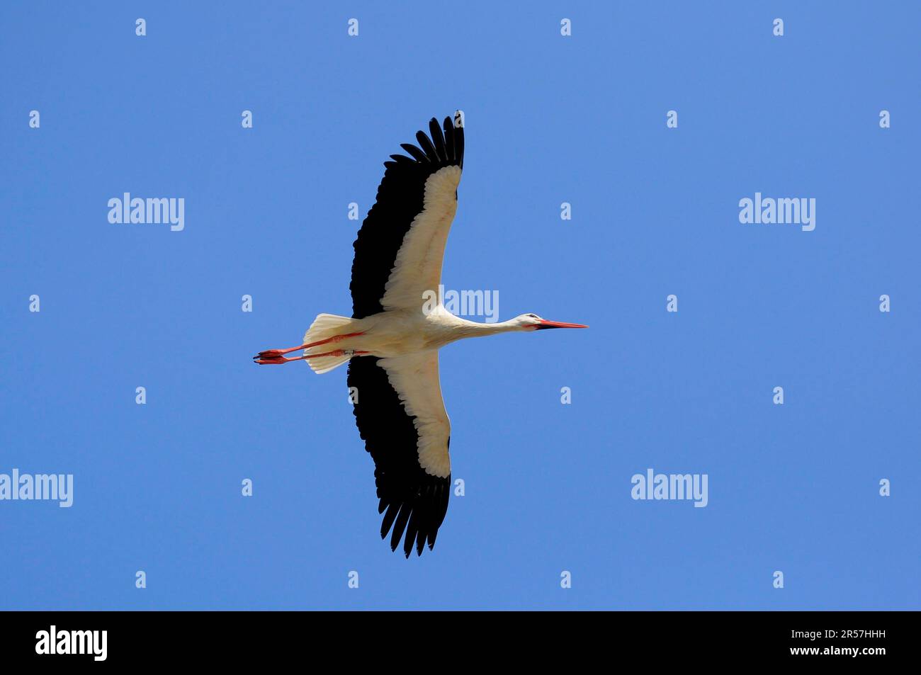 White stork in its hi-res stock photography and images - Alamy