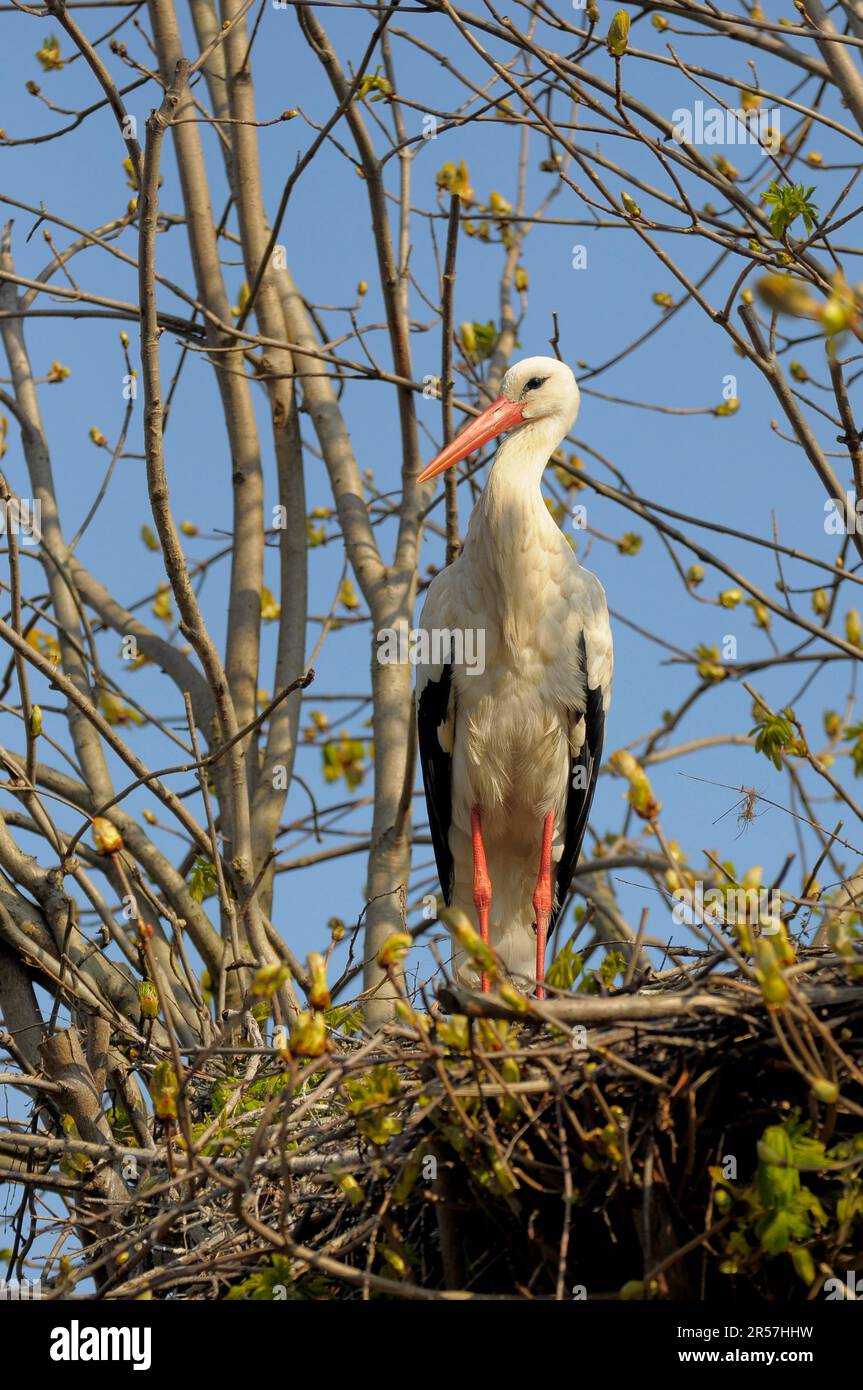 White, stork in the nest in spring Stock Photo - Alamy