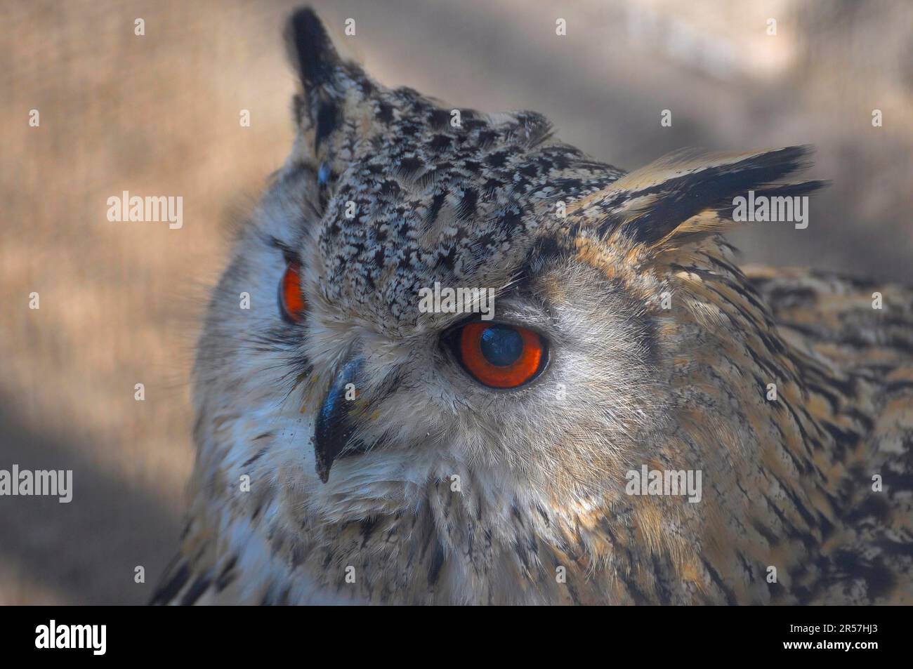Eurasian Eagle-owl, bobo bobo Stock Photo - Alamy