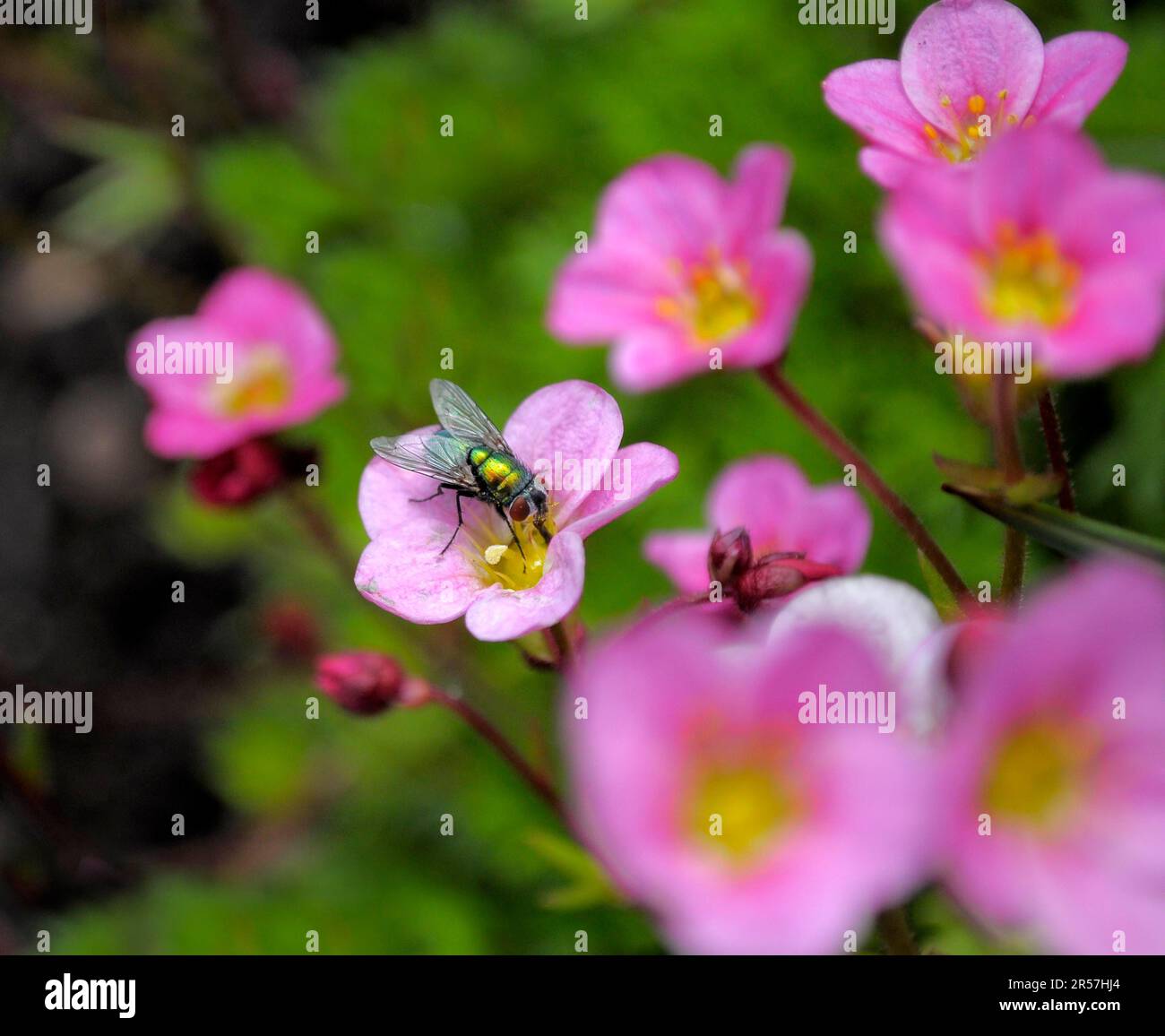 Moossteinbrech (Saxifraga Arendsii) flowering in the garden, hybrid ...