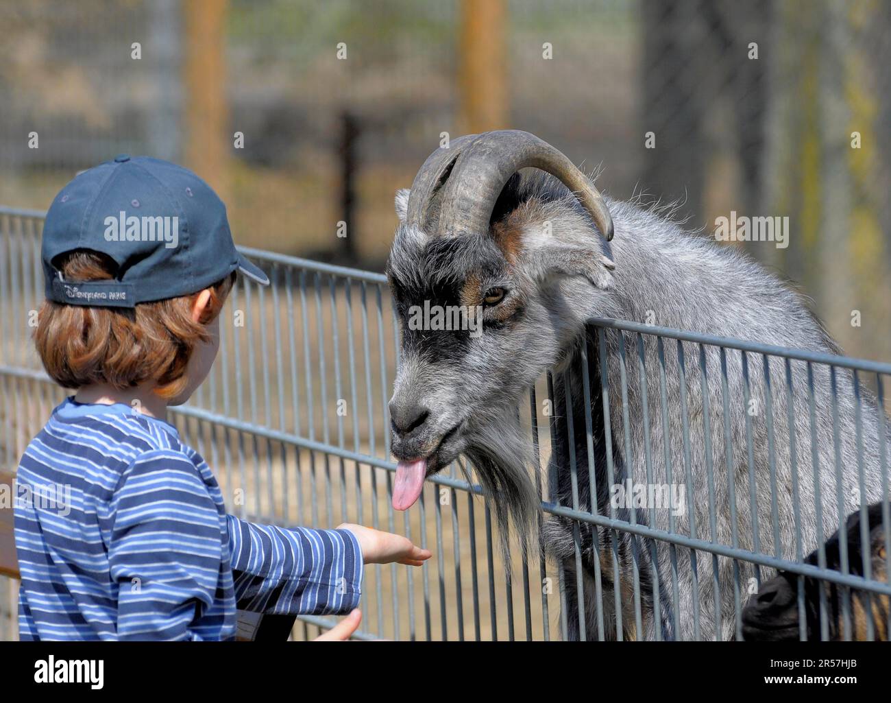 Boy at the zoo hi-res stock photography and images - Alamy