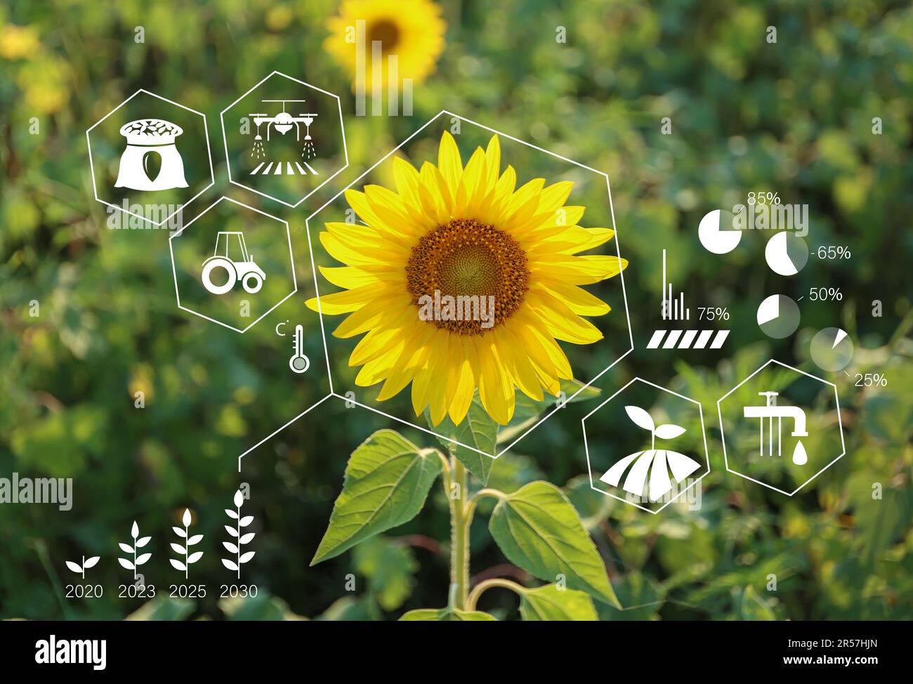 Sunflower in field and icons of iot application. Concept of smart ...