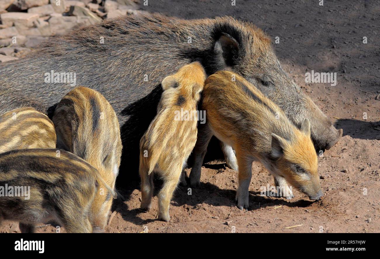 Wild sow with piglet, wild boar Stock Photo - Alamy