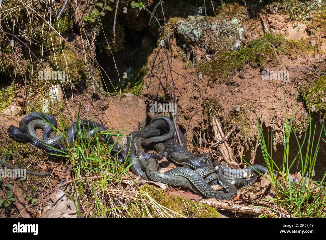 Group with Grass snakes (Natrix natrix) basking in the spring sunshine ...