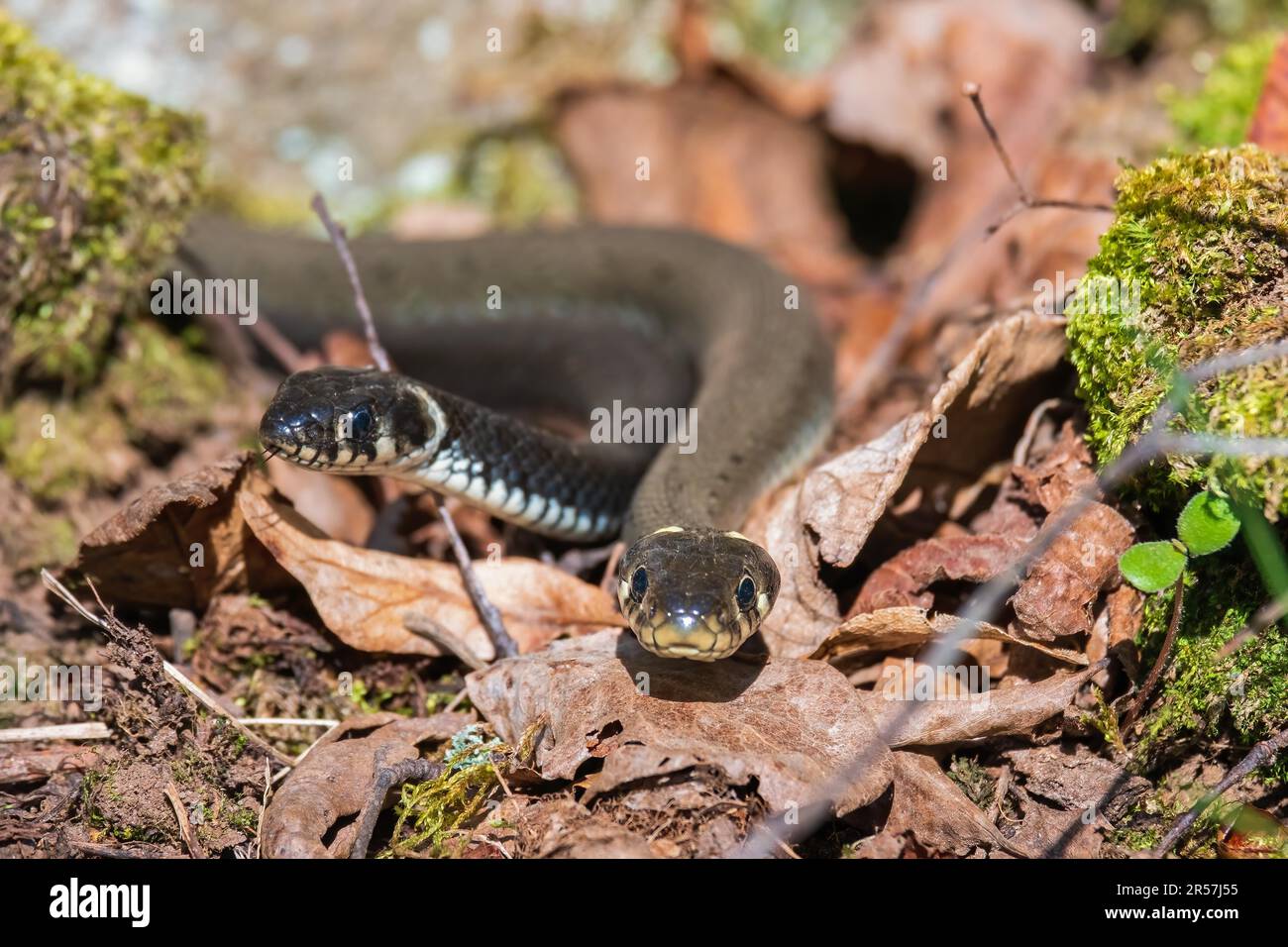 Two Grass snake (Natrix natrix) basking in the spring sunshine, Sweden ...