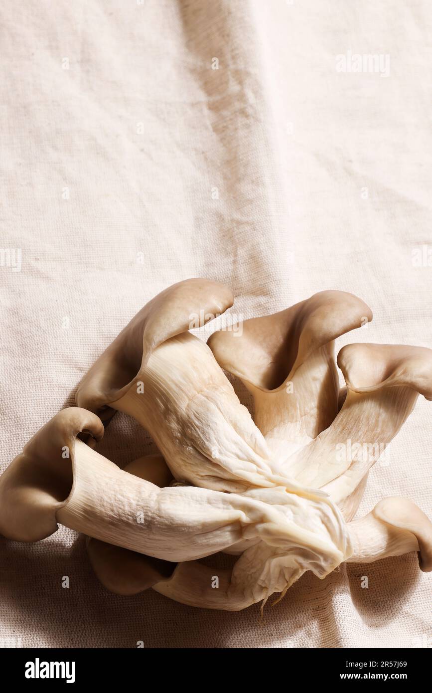 brown oyster mushrooms on grey textile background. Natural medicine ...