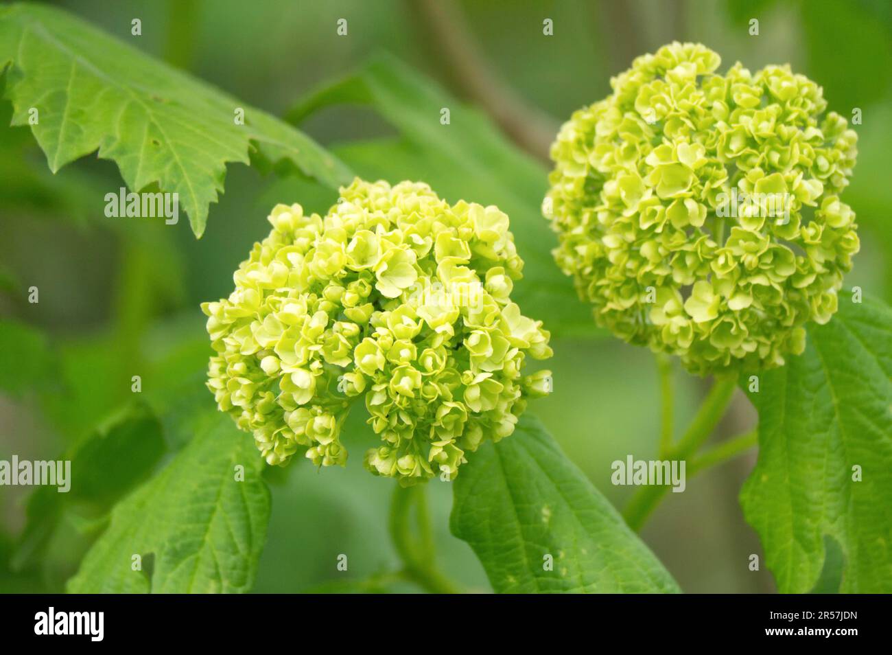 Snowball plant hi-res stock photography and images - Alamy