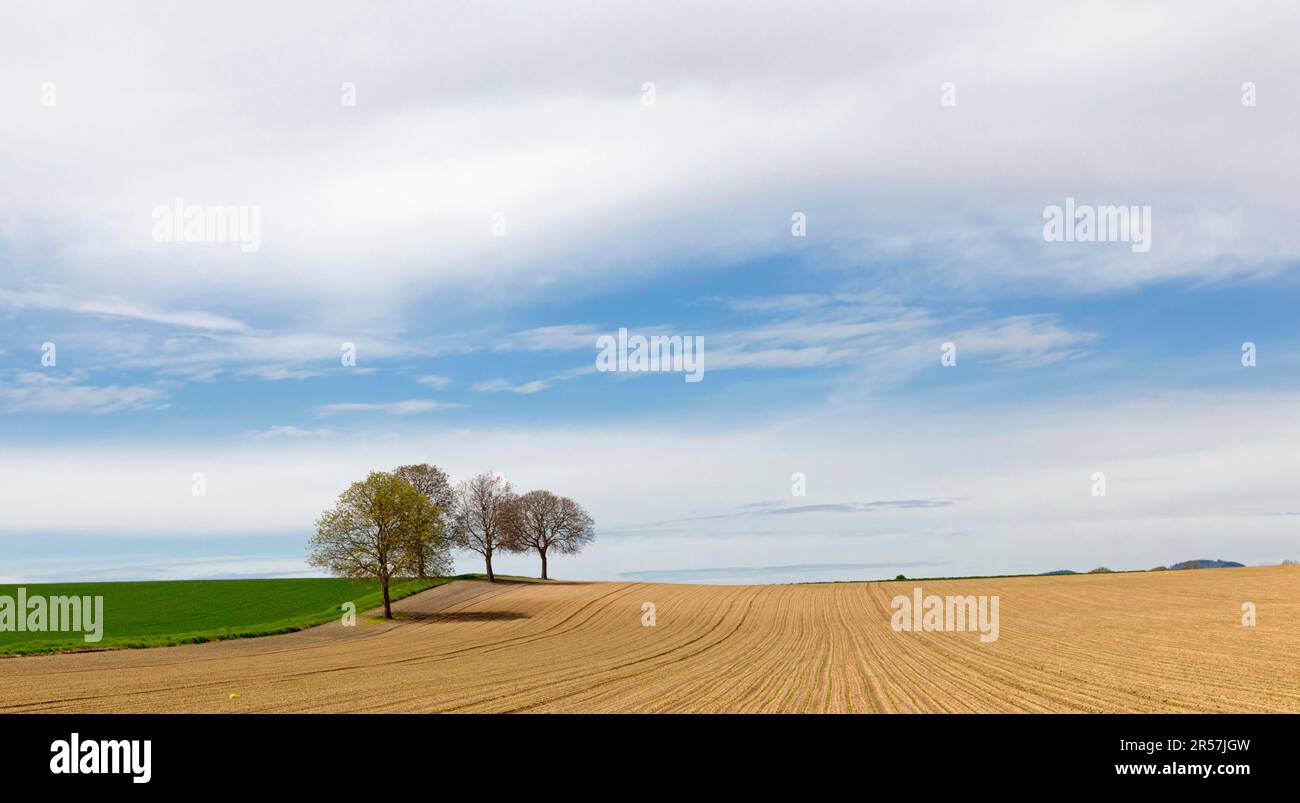 Grove walnut trees hi-res stock photography and images - Alamy