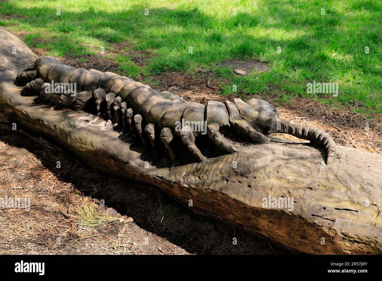 Giant wooden Centipede sculpture, the Arboretum, Bute Park, Cardiff ...