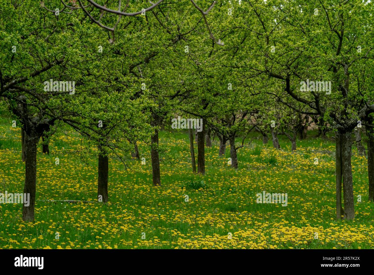Fruit tree plantation with dandelion Stock Photo - Alamy
