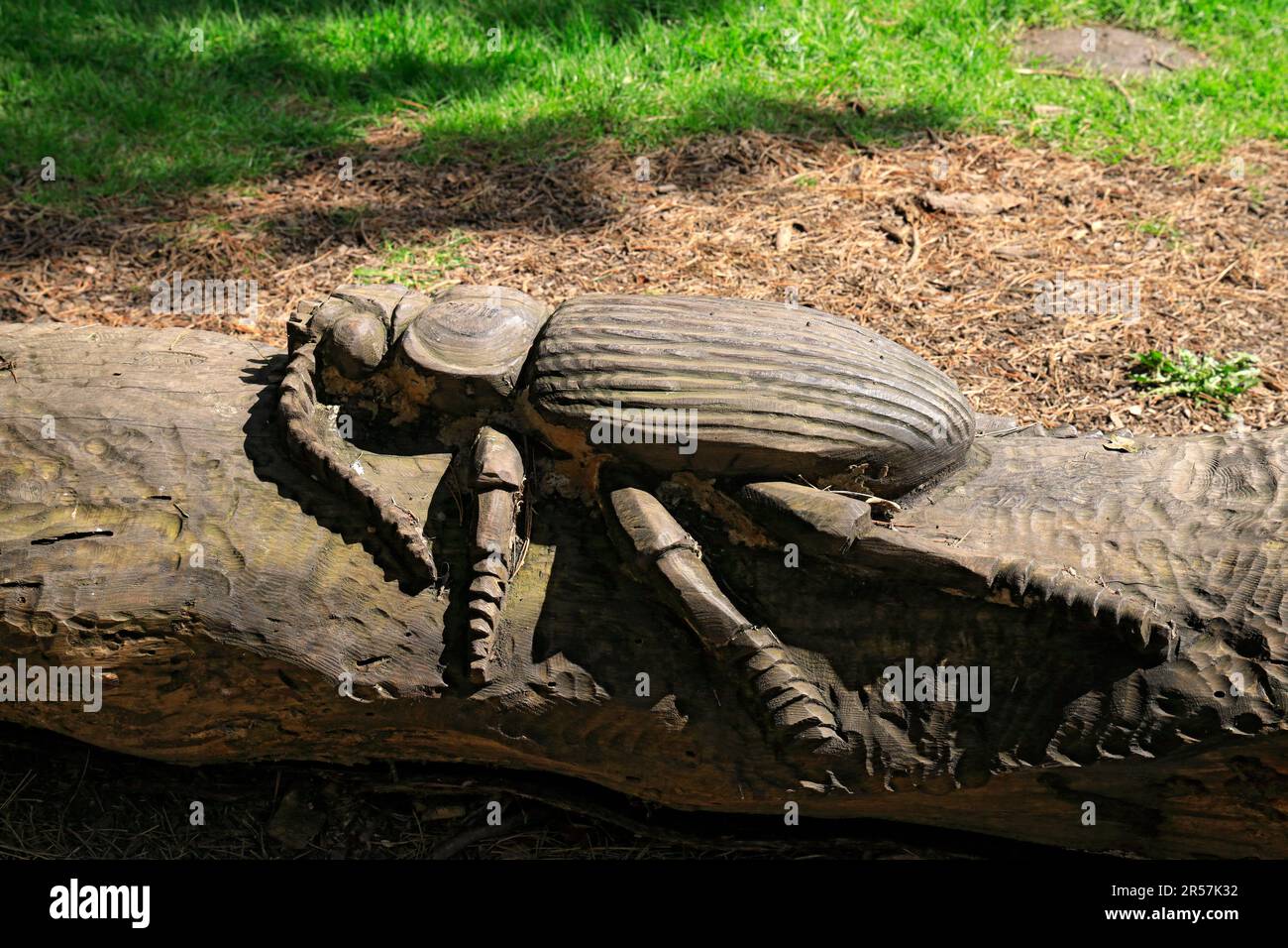 Giant wooden beetle sculpture, the Arboretum, Bute Park, Cardiff Stock ...