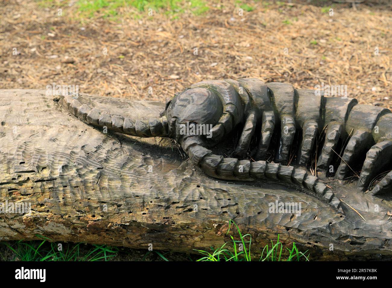 Giant wooden Centipede sculpture, the Arboretum, Bute Park, Cardiff ...