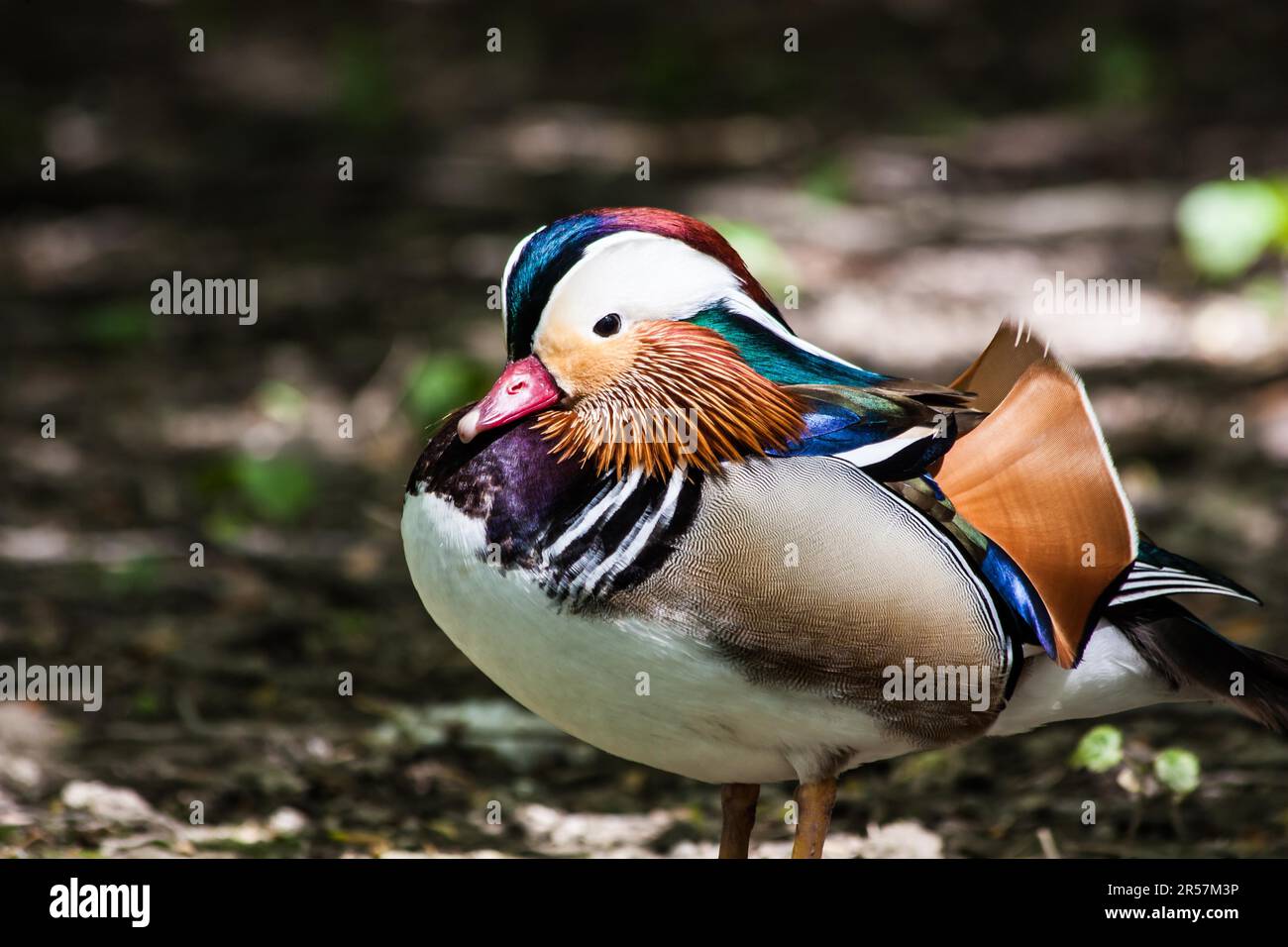 Mandarin duck colors hi-res stock photography and images - Alamy