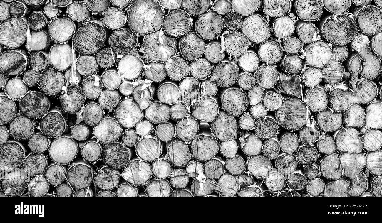 Round teak wood stump. Round teak woods trees circle stumps cutted ...