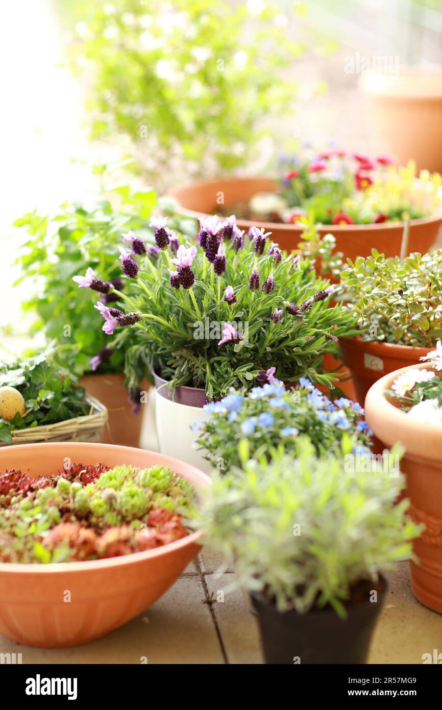 Small courtyard garden pots hi-res stock photography and images - Alamy