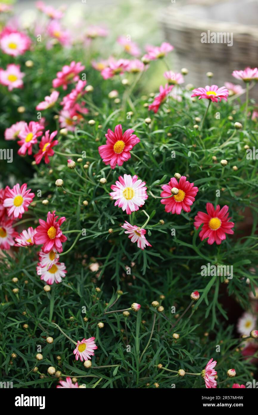 Beautiful marguerite tree in flower hi-res stock photography and images ...