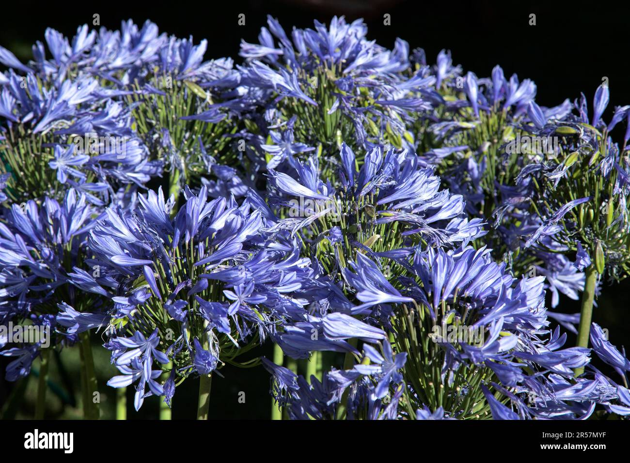 Vivid Blue Agapanthus (africanus Stock Photo - Alamy