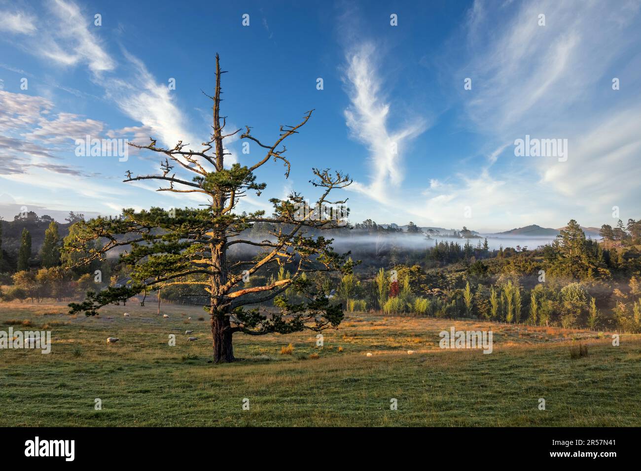 Matakohe hi-res stock photography and images - Alamy