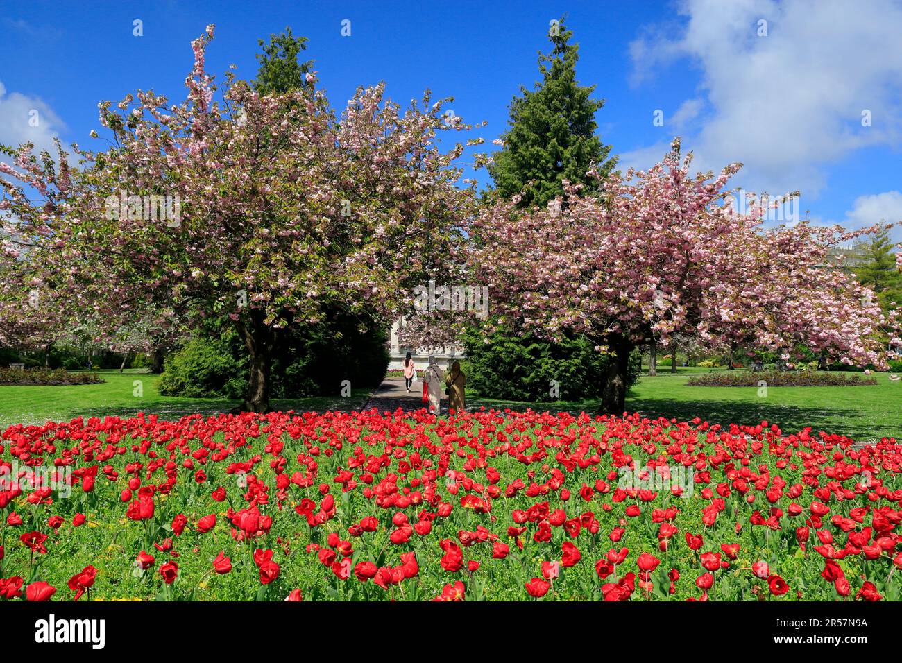 Cherry blossom, Alexandra Gardens, Cathays Park, Cardiff, South Wales ...