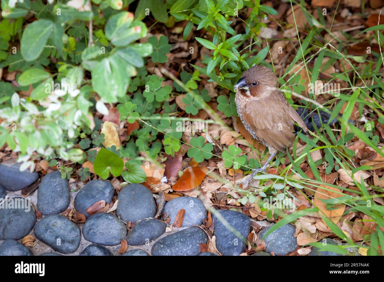 Scaly-breasted Munia (Lonchura punctulata punctulata Stock Photo - Alamy