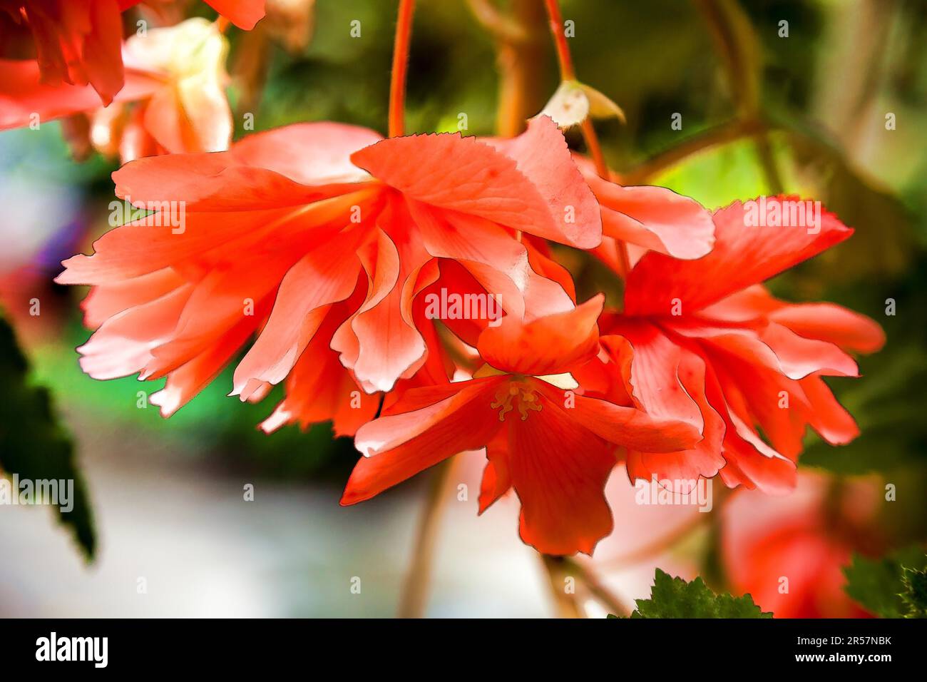 Botany begoniaceae hybrid hi-res stock photography and images - Alamy
