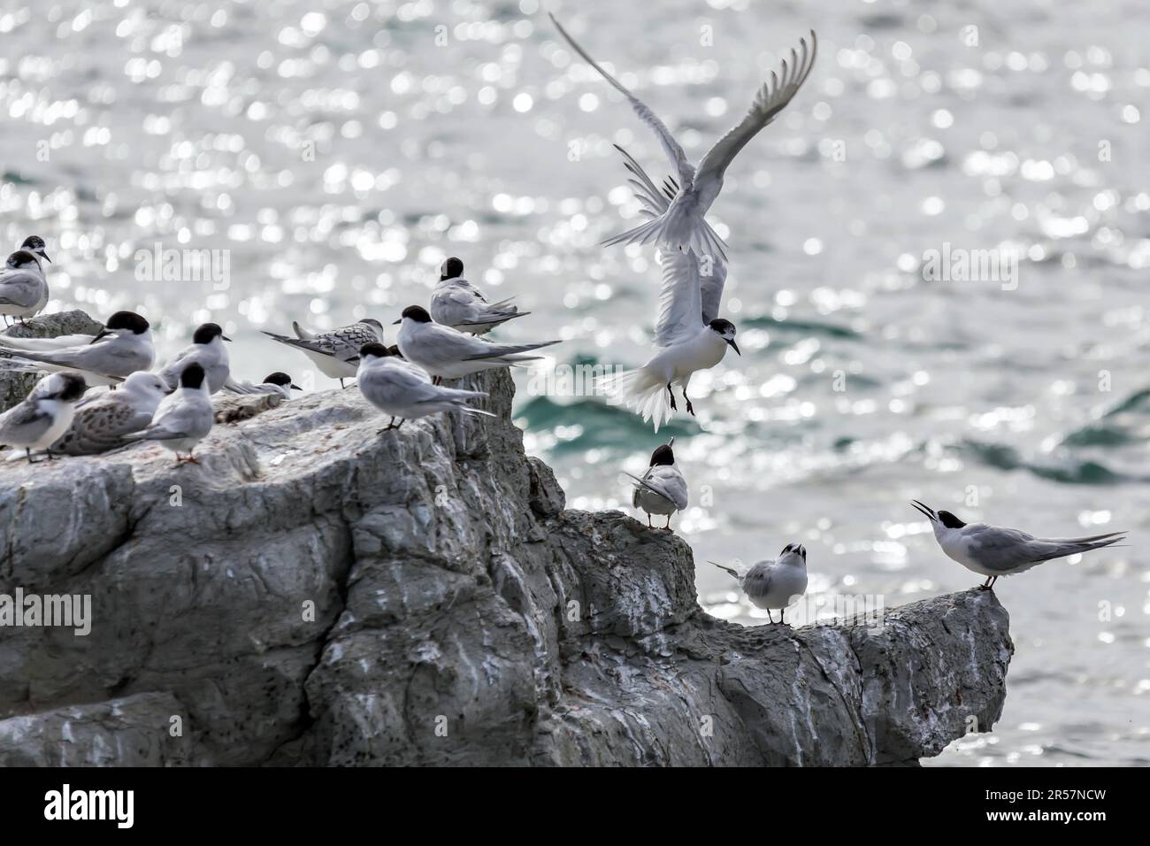 White-fronted Tern (Sterna striata Stock Photo - Alamy