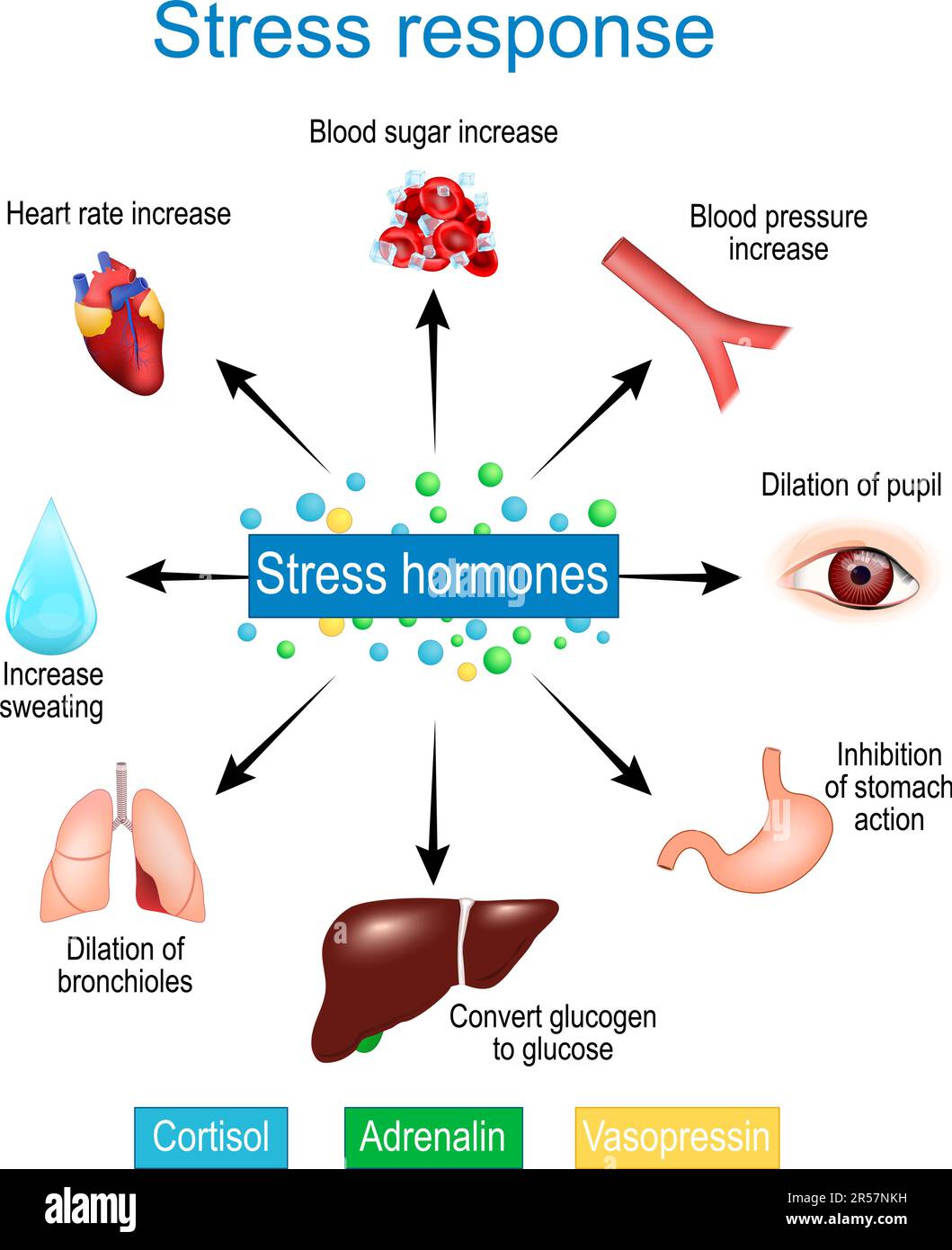 Stress response. Fight-or-flight response. Adrenaline and cortisol ... Stress response. Fight-or-flight response. Adrenaline and cortisol ...
