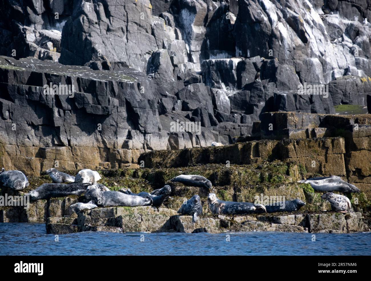 Seals at the coast of the beautiful nature reserve at the Scottish Isle ...