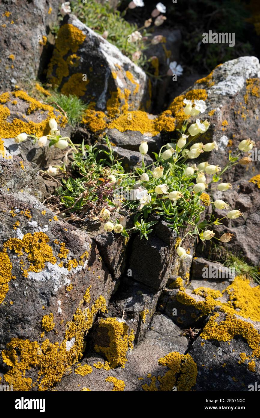The beautiful nature reserve at the Scottish Isle of May Stock Photo ...