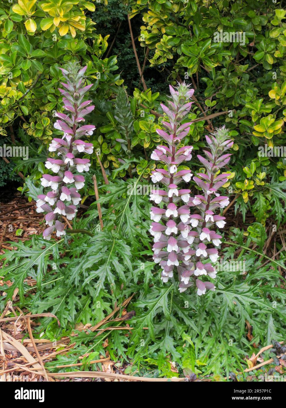 Acanthus leaf decoration hi-res stock photography and images - Alamy