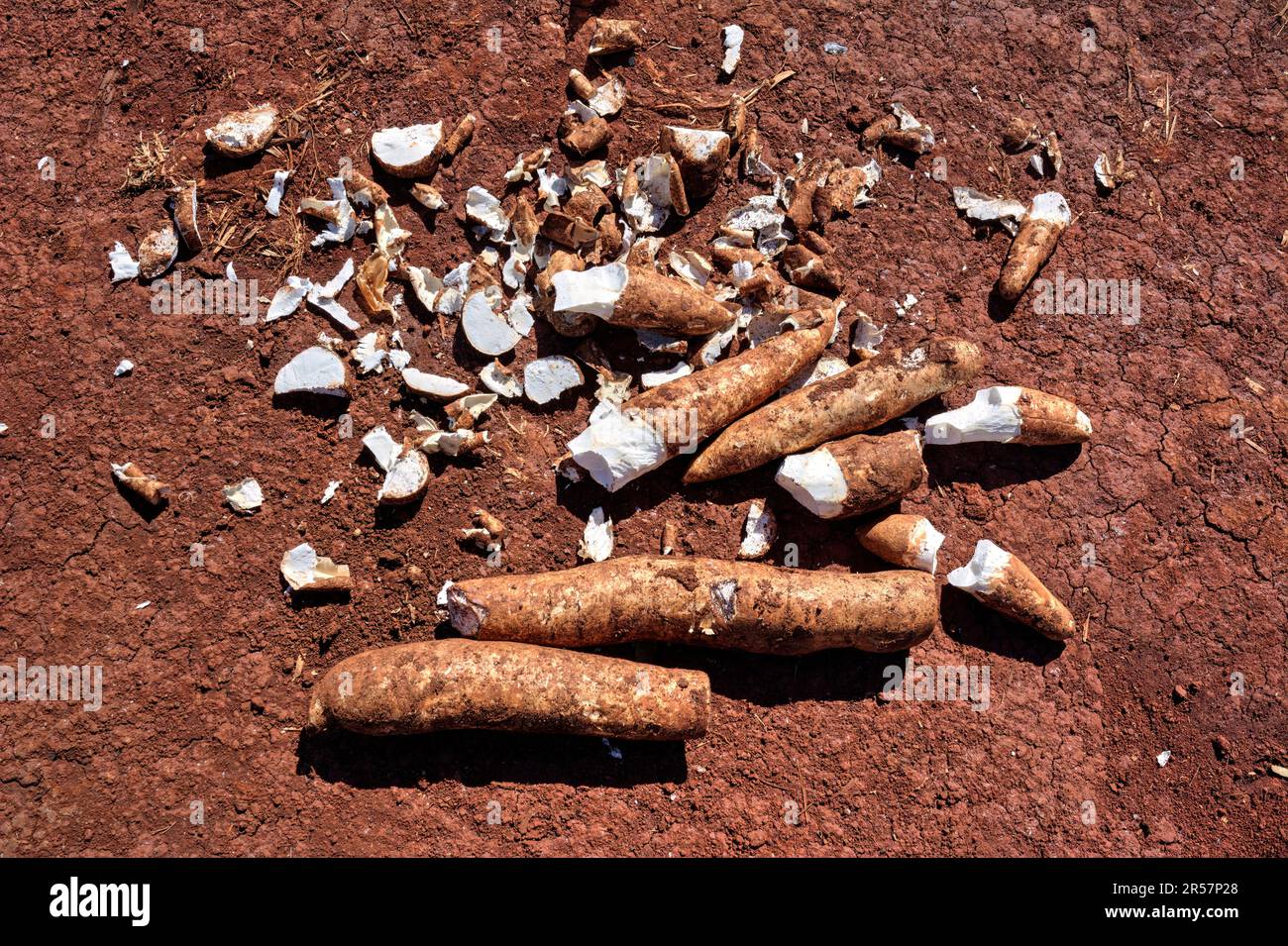 Cassava (Manihot esculenta, cassava, manioc, or yuca) roots cut and ...
