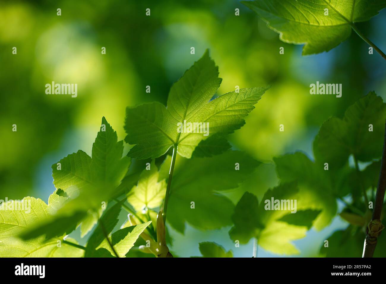 Branches of the maple tree with foliage in spring Stock Photo - Alamy