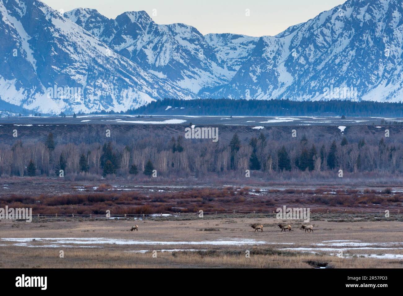 A small herd of elk migrating below the Teton Mountains and the Snake ...