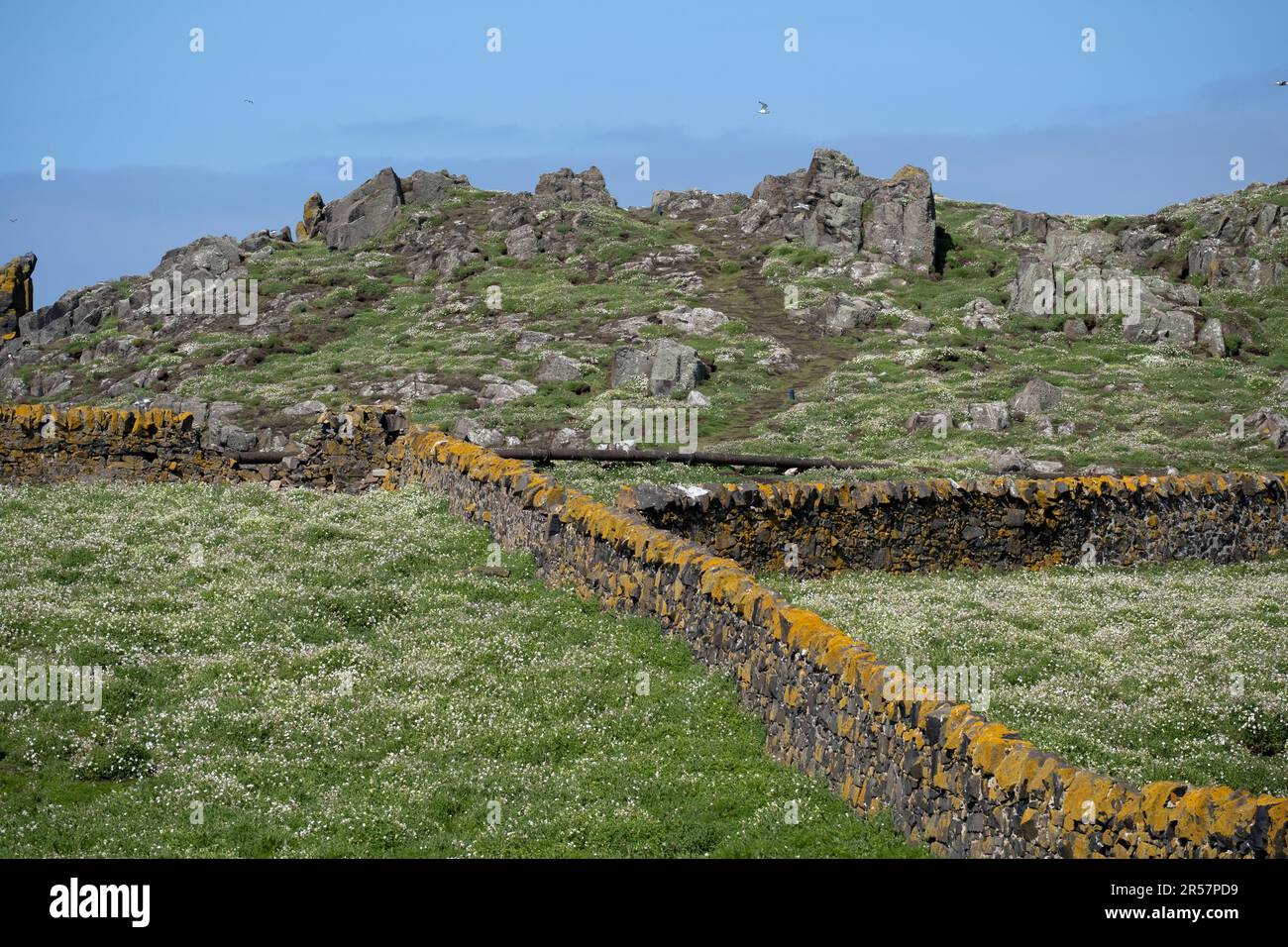 The beautiful nature reserve at the Scottish Isle of May Stock Photo ...