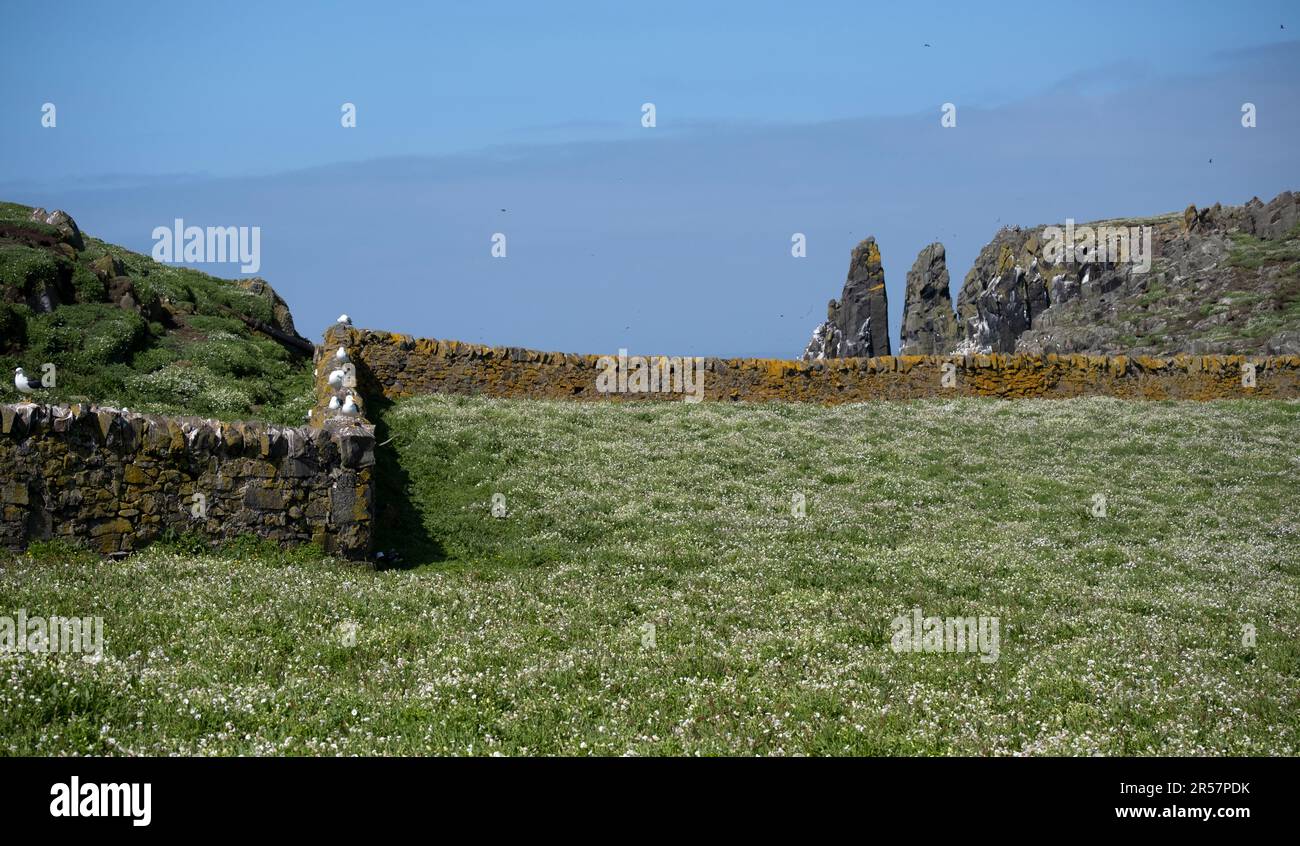 The beautiful nature reserve at the Scottish Isle of May Stock Photo ...
