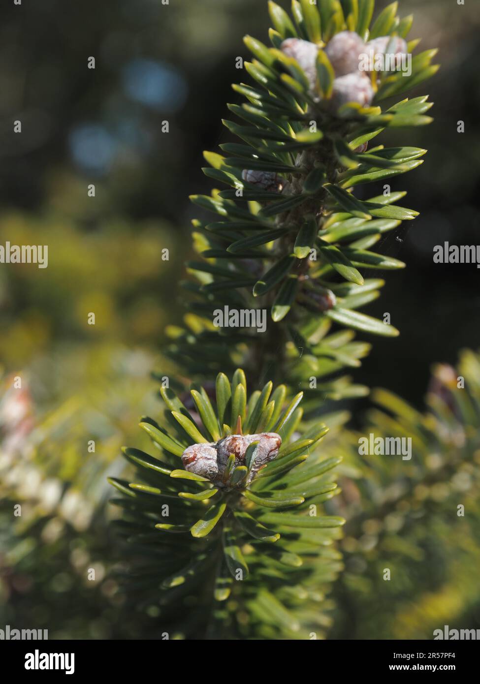 Flowering of a spruce tree (Picea), close up, springtime Stock Photo ...