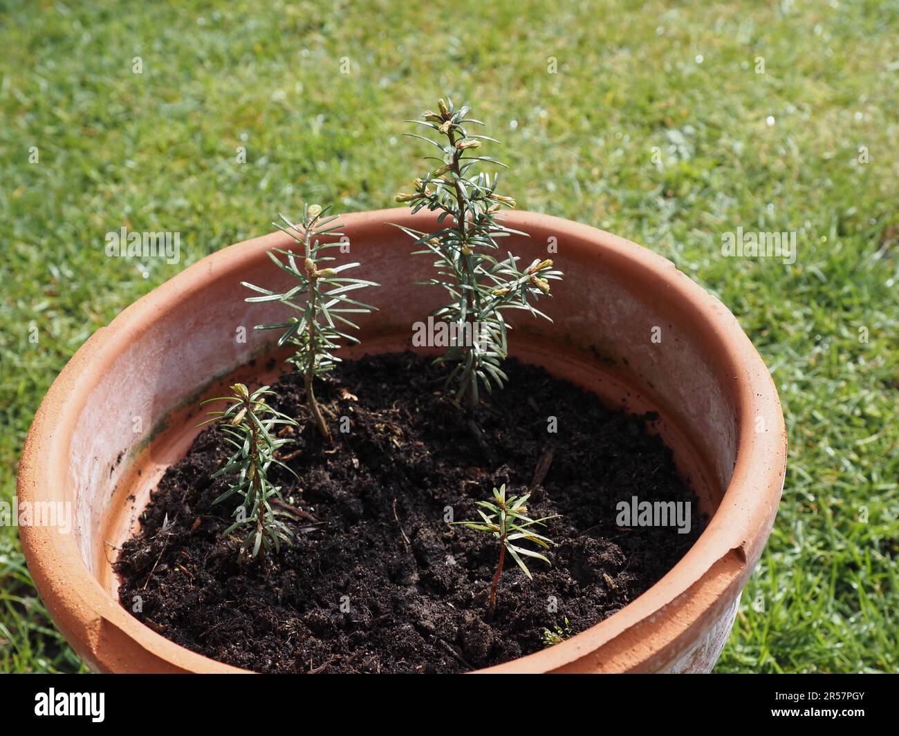 Four young Nordmann firs in a terracotta pot, growth concept ...