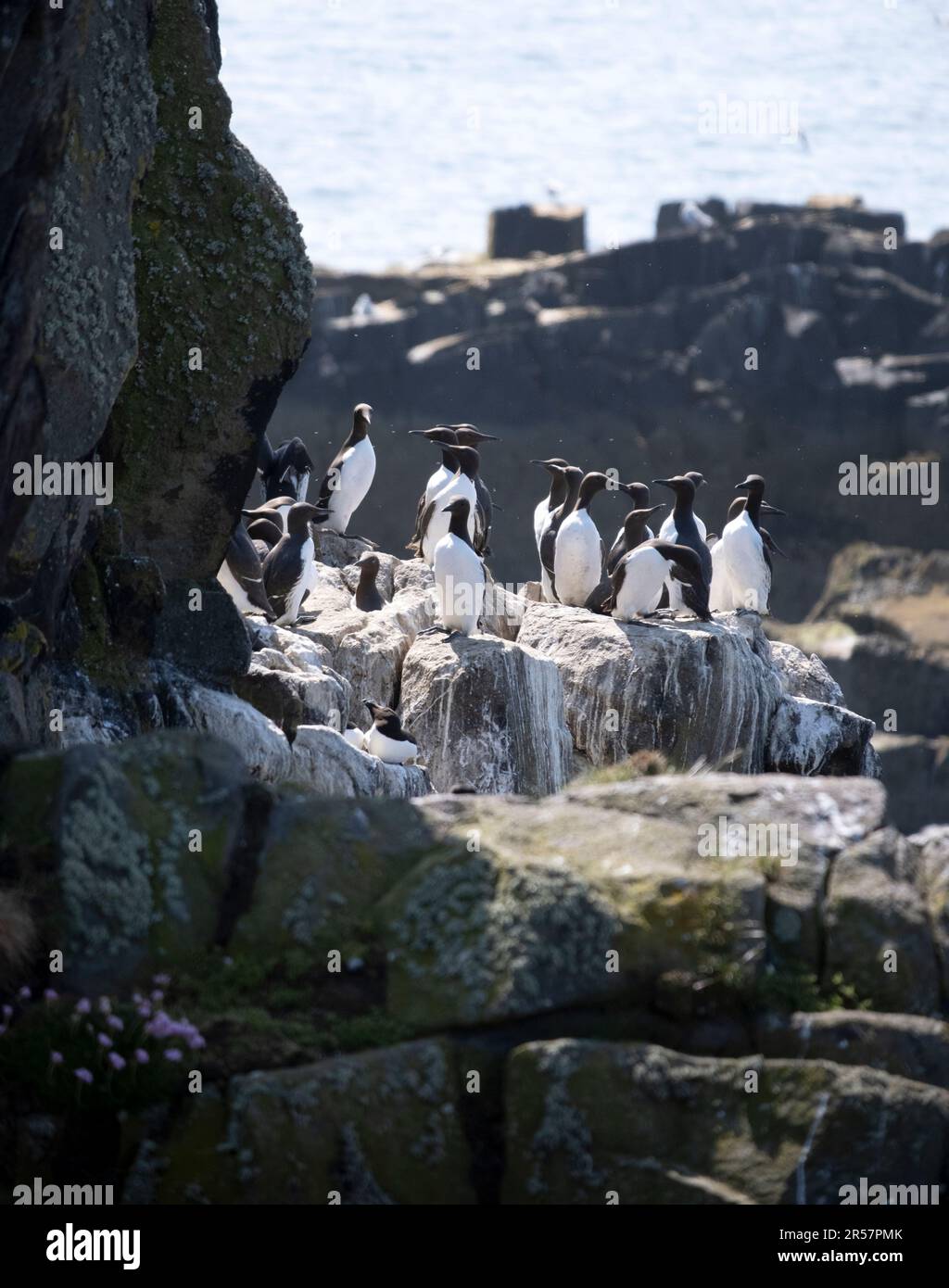 The beautiful nature reserve at the Scottish Isle of May Stock Photo ...