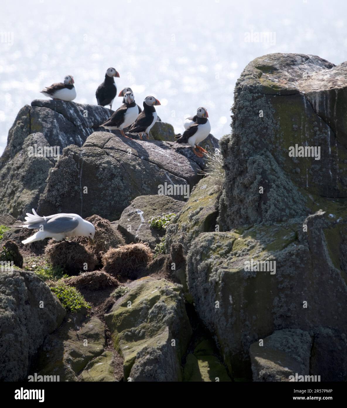 Puffins at the beautiful nature reserve at the Scottish Isle of May,UK ...