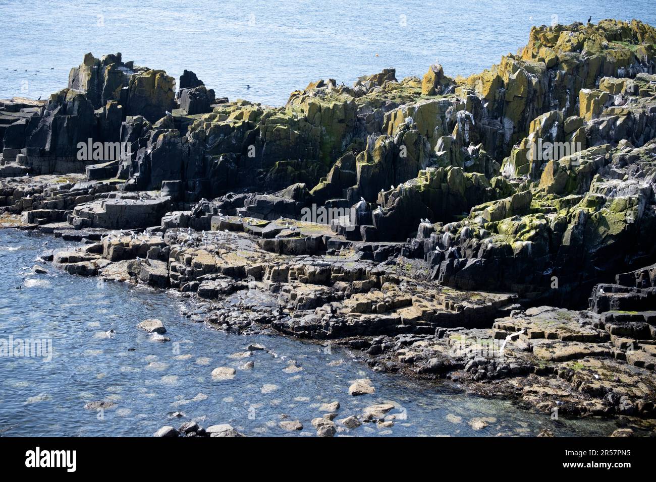 The beautiful nature reserve at the Scottish Isle of May Stock Photo ...