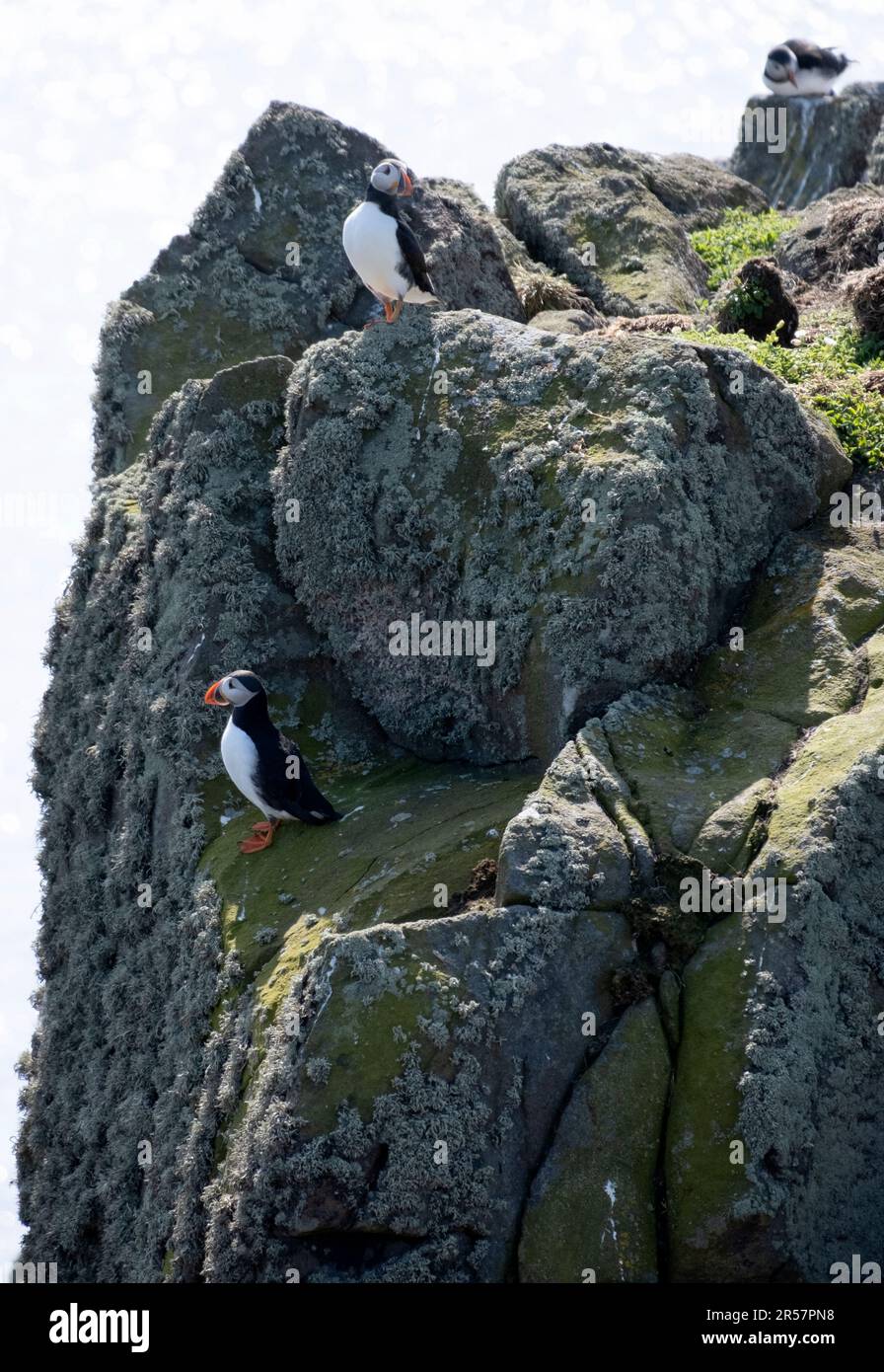 Puffins at the beautiful nature reserve at the Scottish Isle of May,UK ...