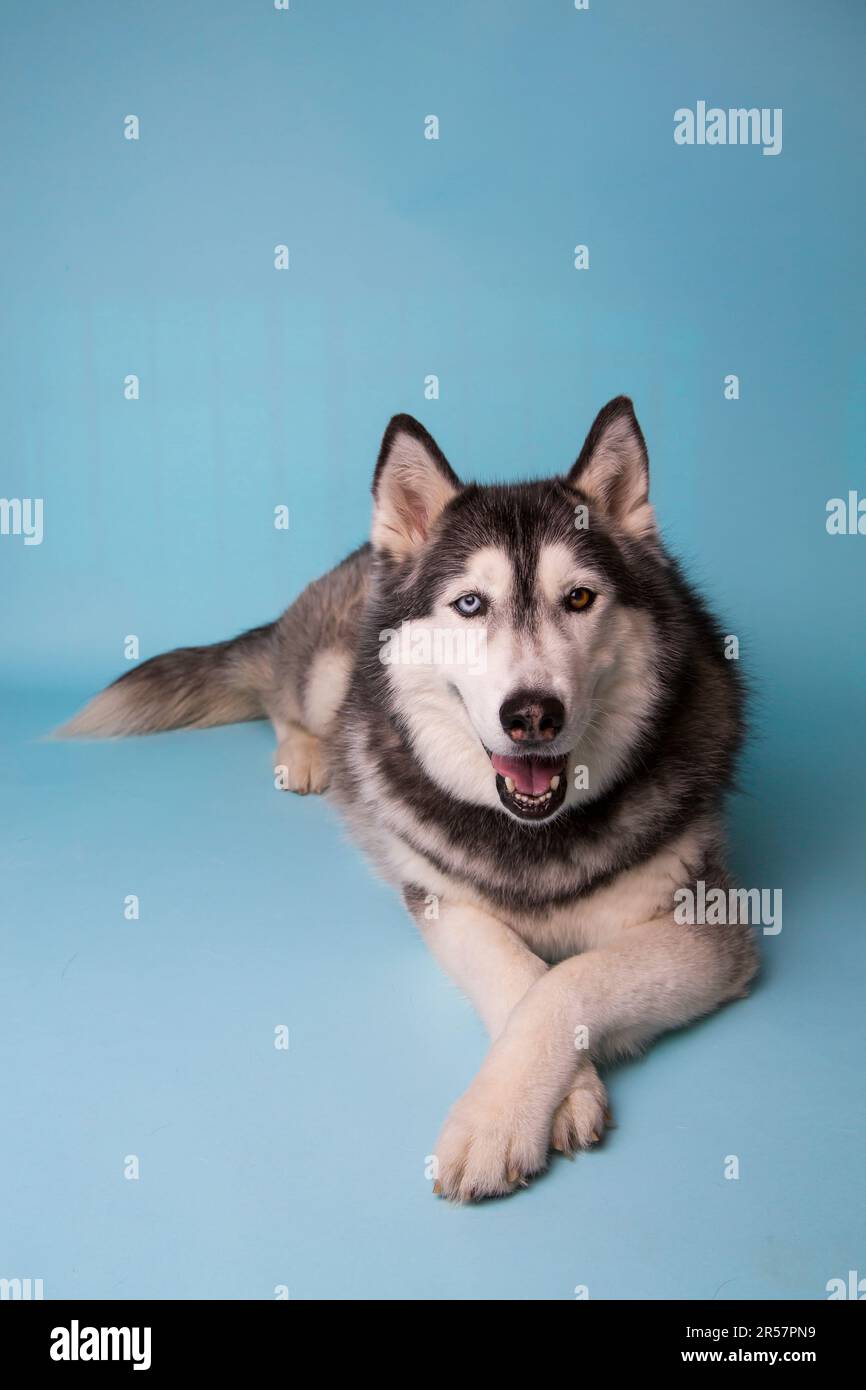 A Siberian Husky with different color eyes lays on a blue background ...