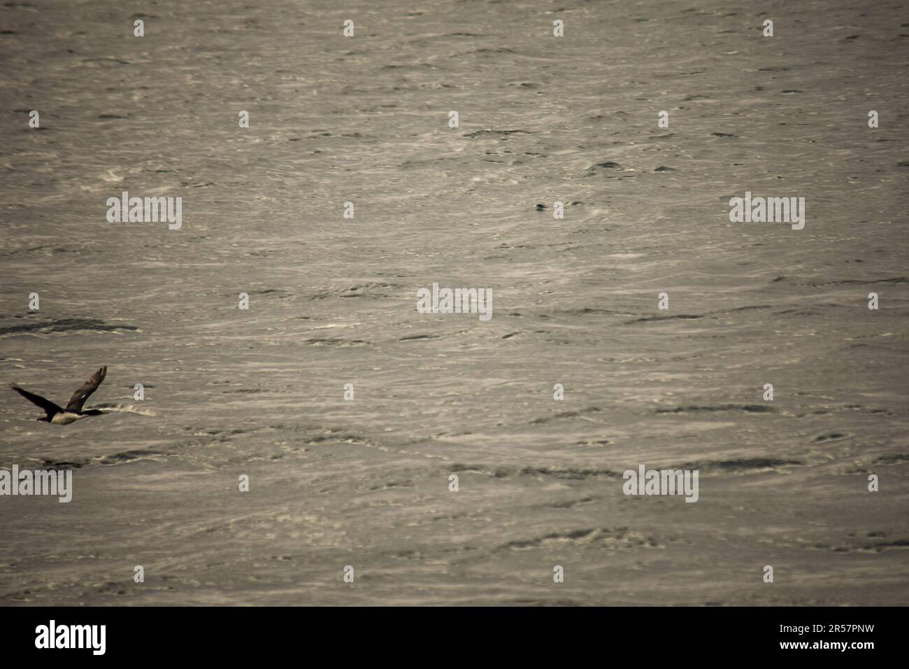 Bird flying over the Beagle Channel Stock Photo - Alamy