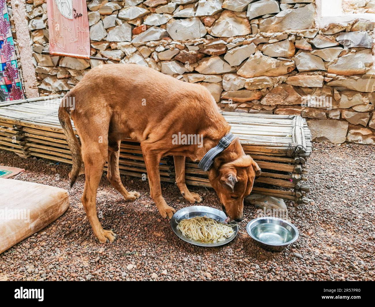 Dog eat world hi-res stock photography and images - Alamy