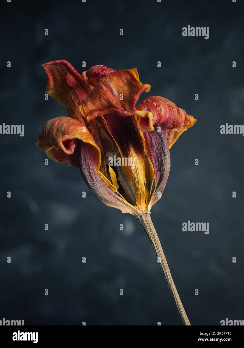 Old withered orange tulip on a dark background, Past beauty with ...
