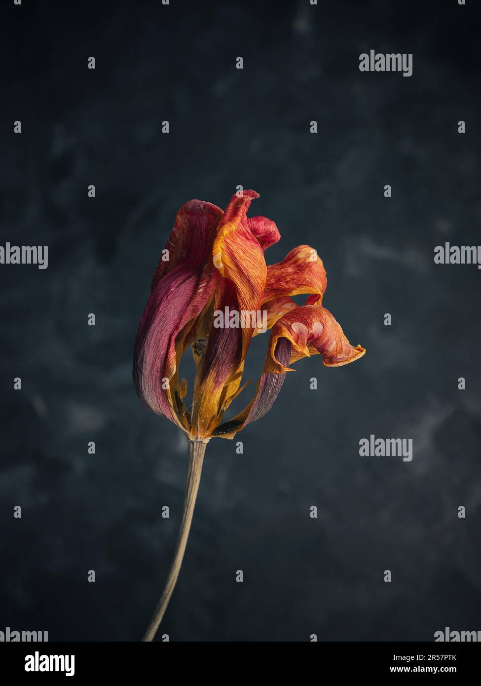 Old withered orange tulip on a dark background, Past beauty with ...