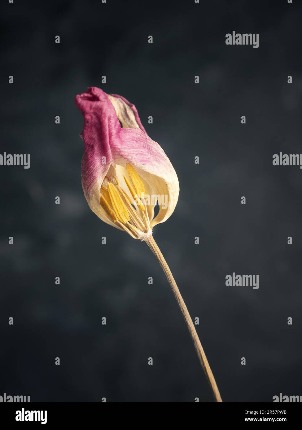 Old withered purple tulip on a dark background, Past beauty with ...